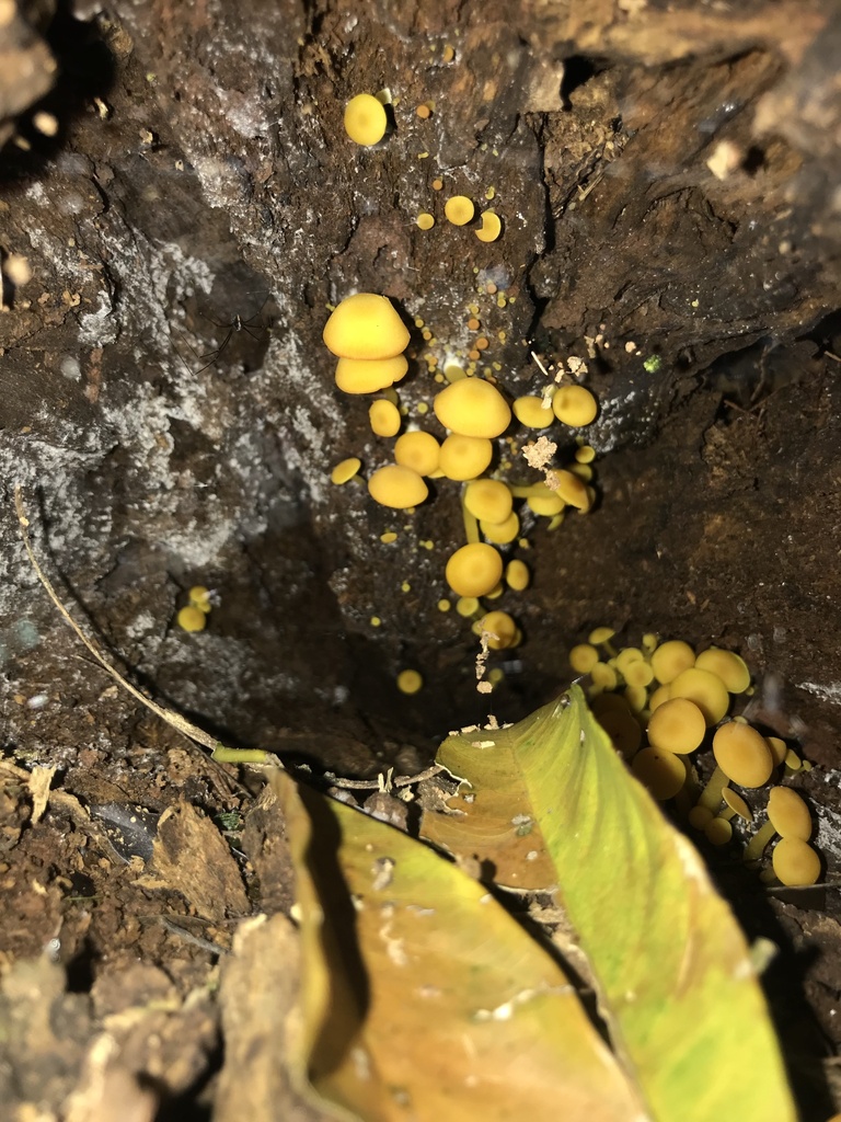 Tricholomopsis aurea from Parque das Aves, Foz do Iguaçu, PR, BR on ...