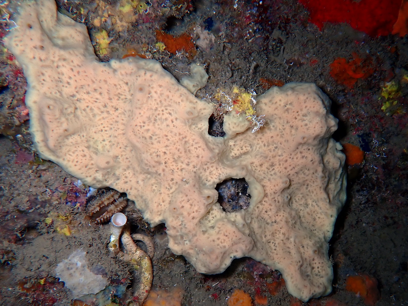 Chalinidae