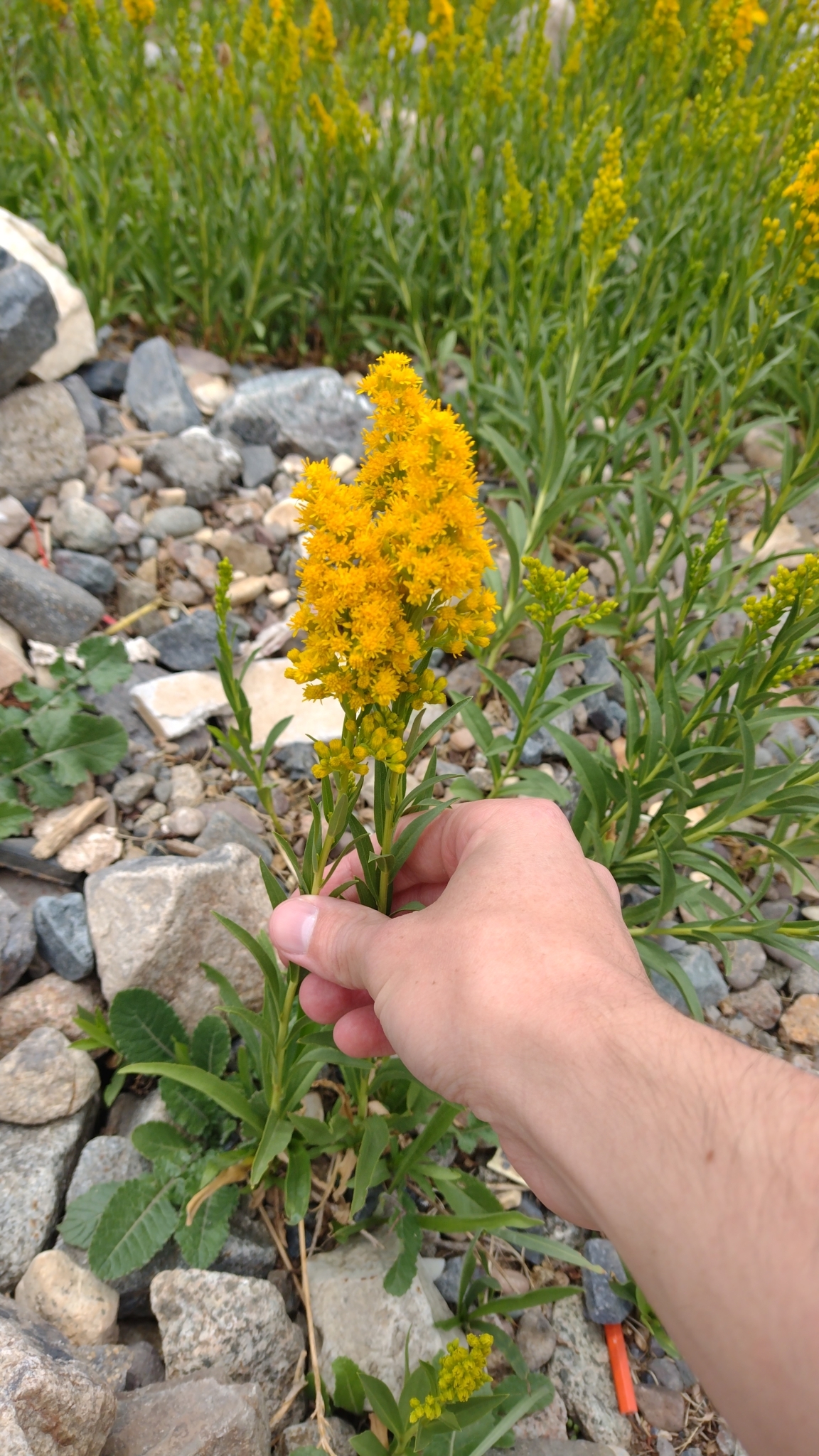 Solidago chilensis Meyen
