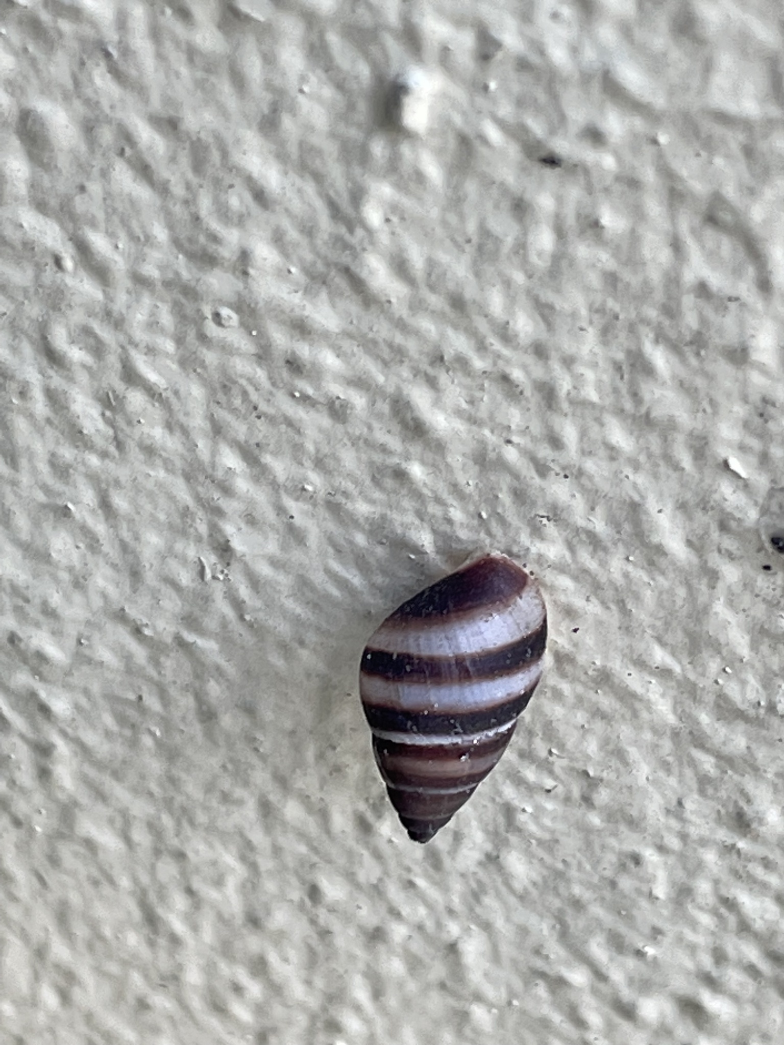 Bulimulus guadalupensis (Bruguière, 1789)