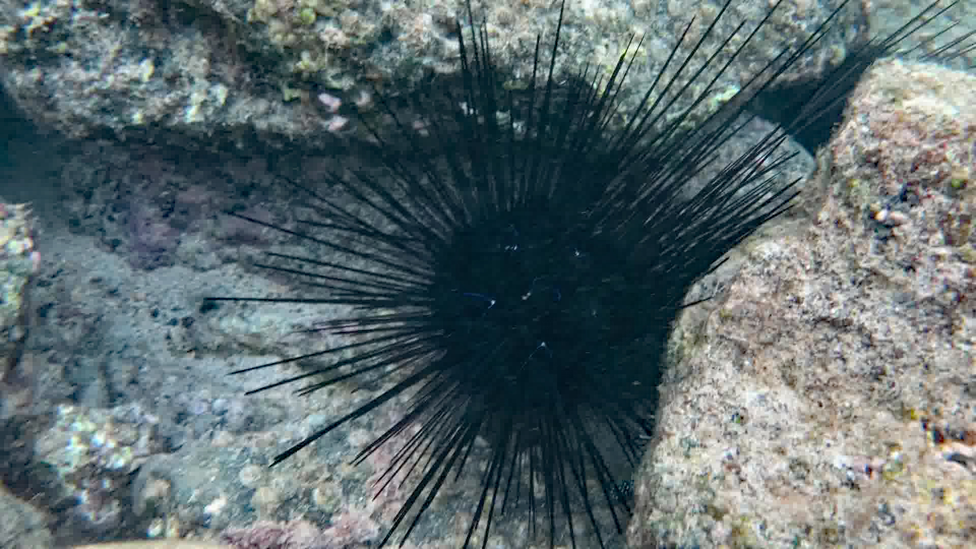 Diadematidae