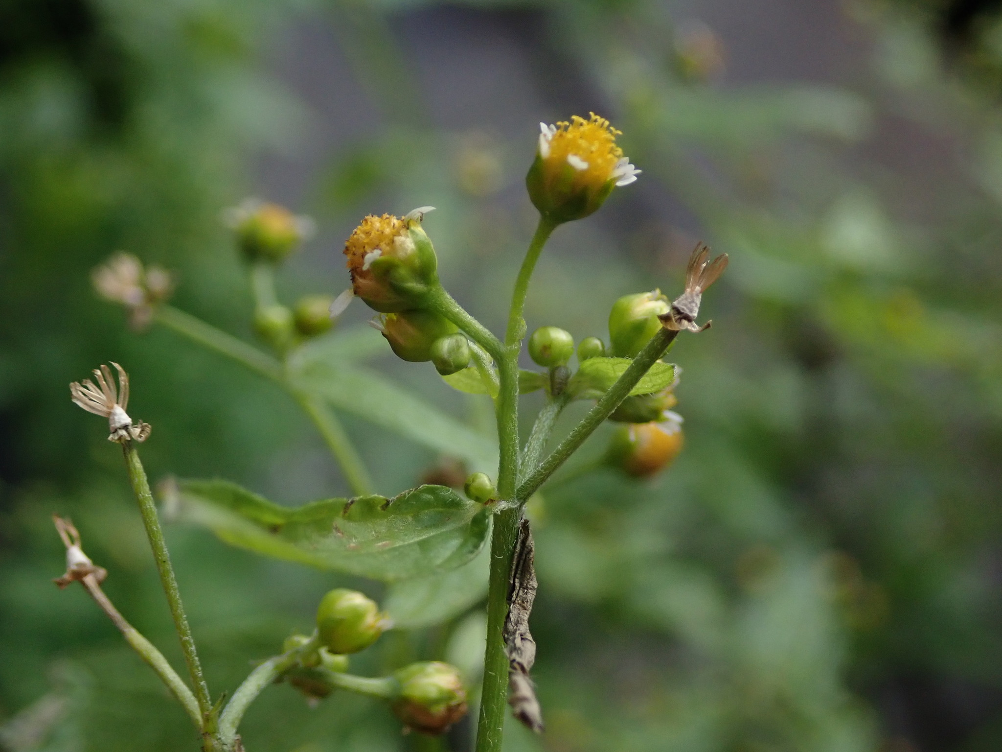 Galinsoga parviflora Cav.