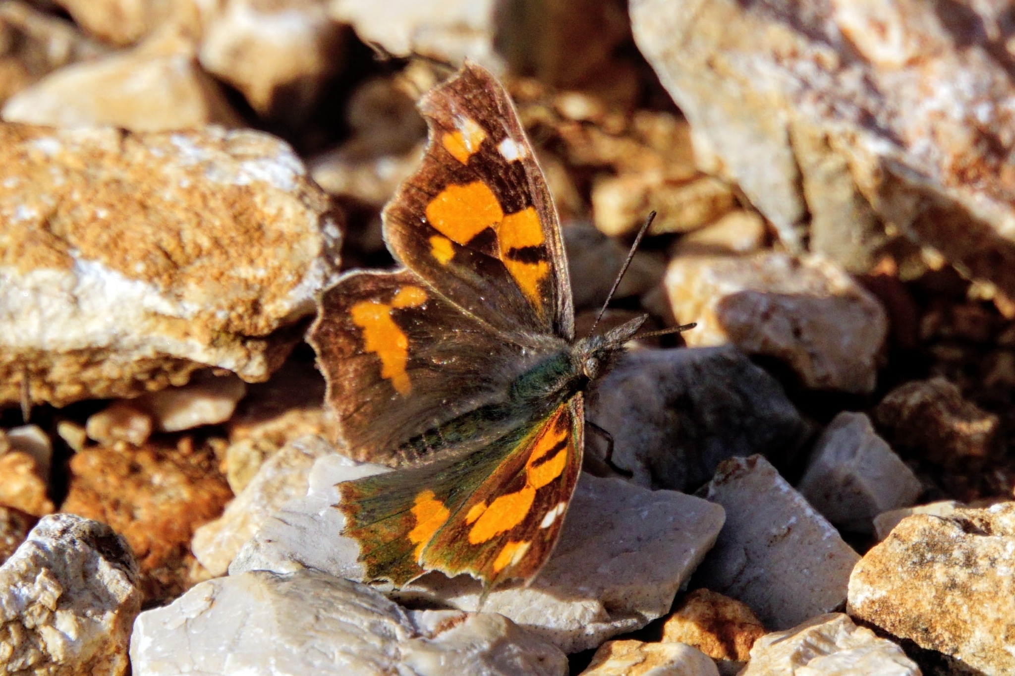 Libythea celtis (Füssly, 1782)