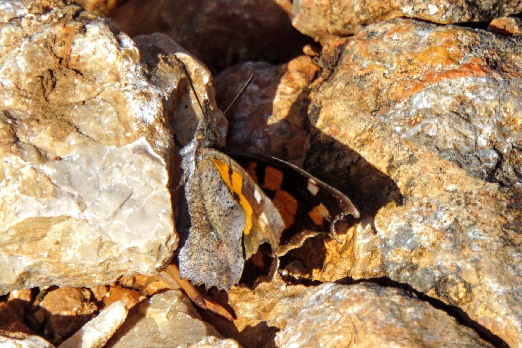 Libythea celtis (Füssly, 1782)