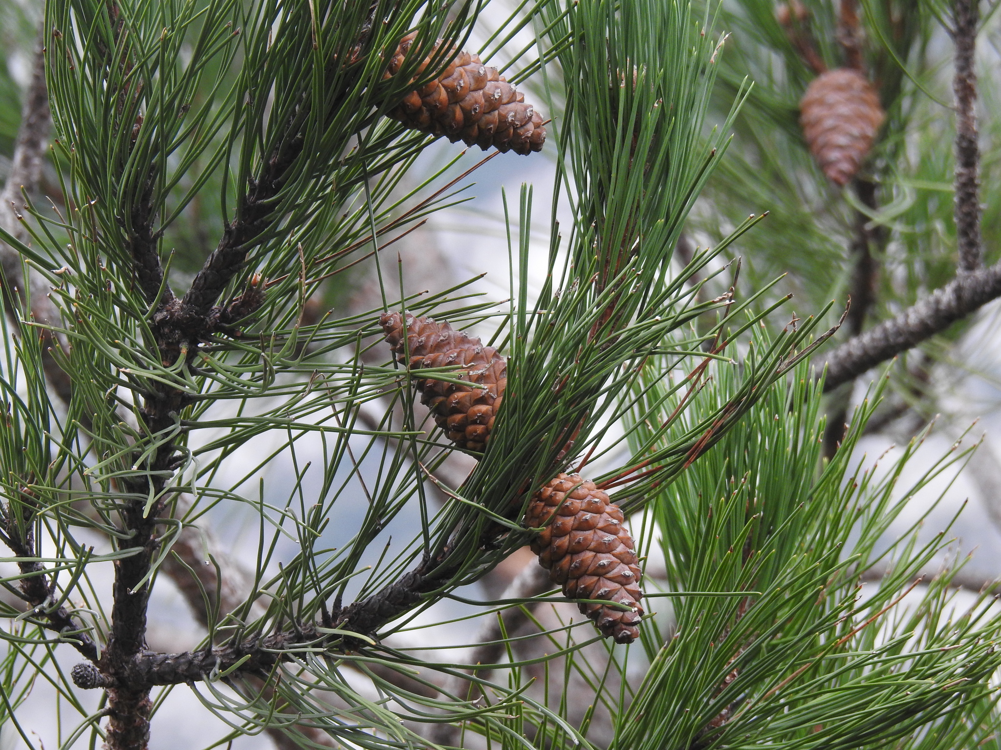 Pinus halepensis Mill.