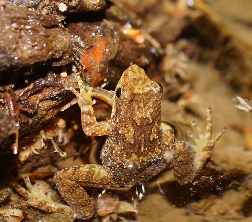 Genus Taudactylus · iNaturalist