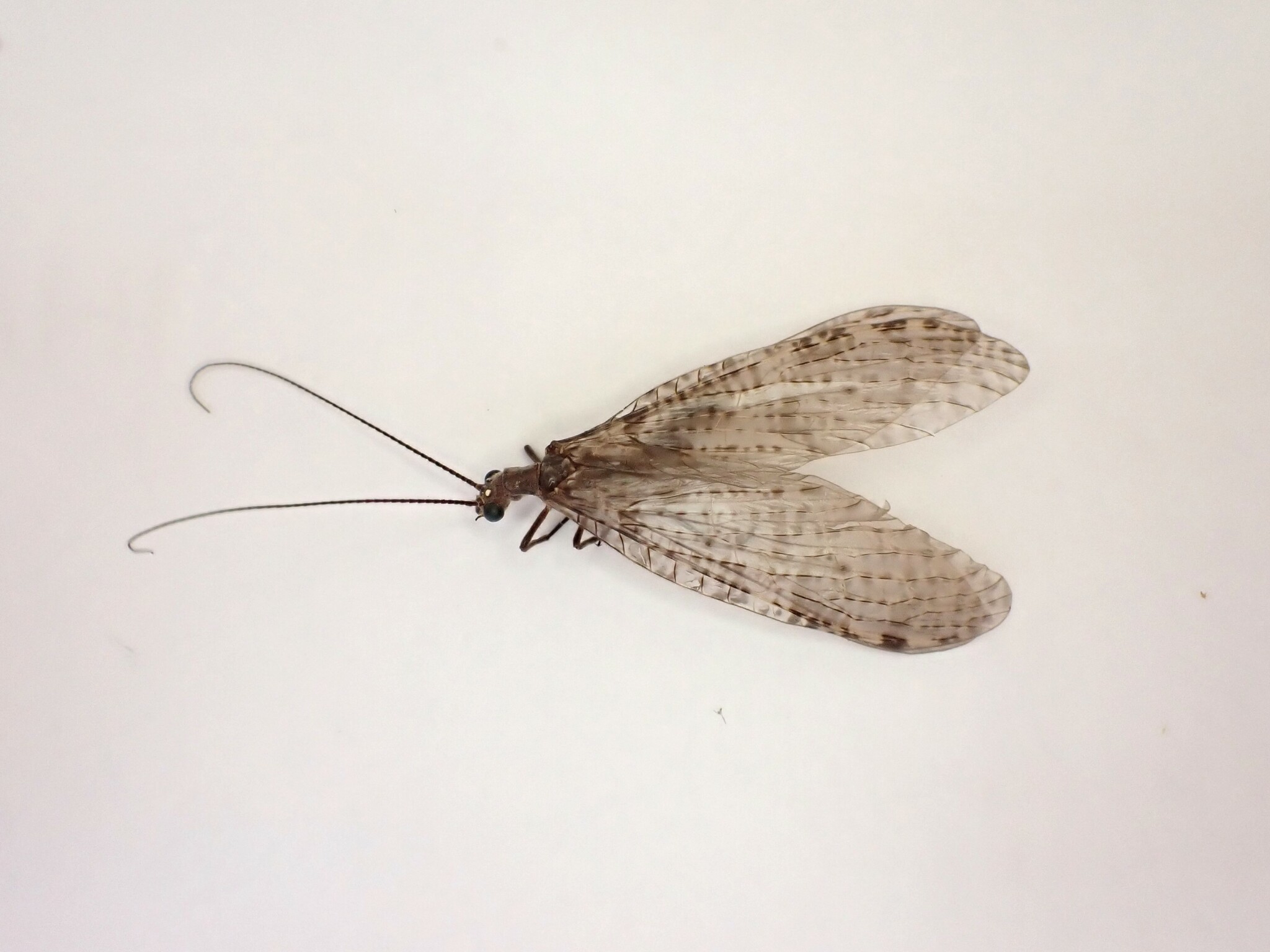 Megaloptera