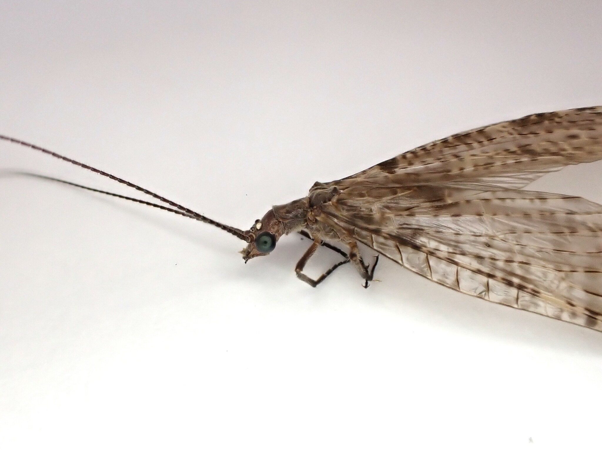 Megaloptera
