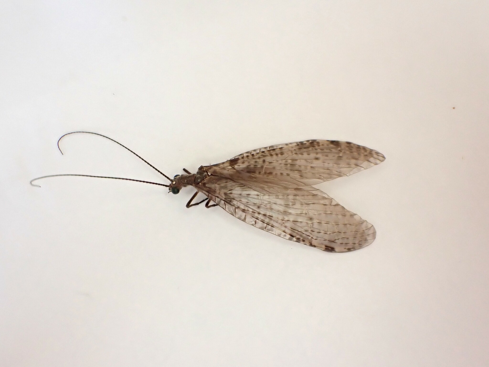 Megaloptera