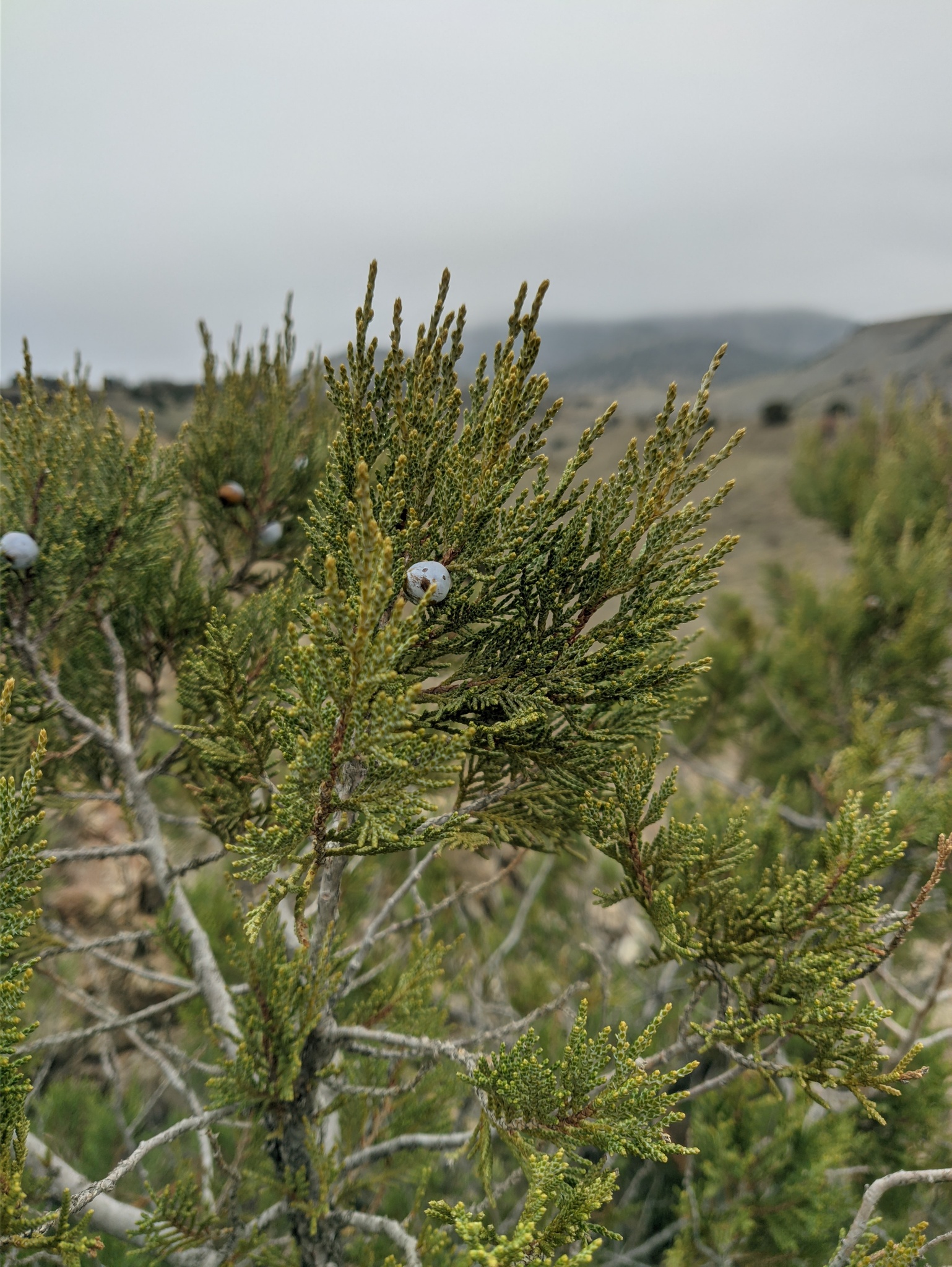 Juniperus excelsa M.-Bieb.