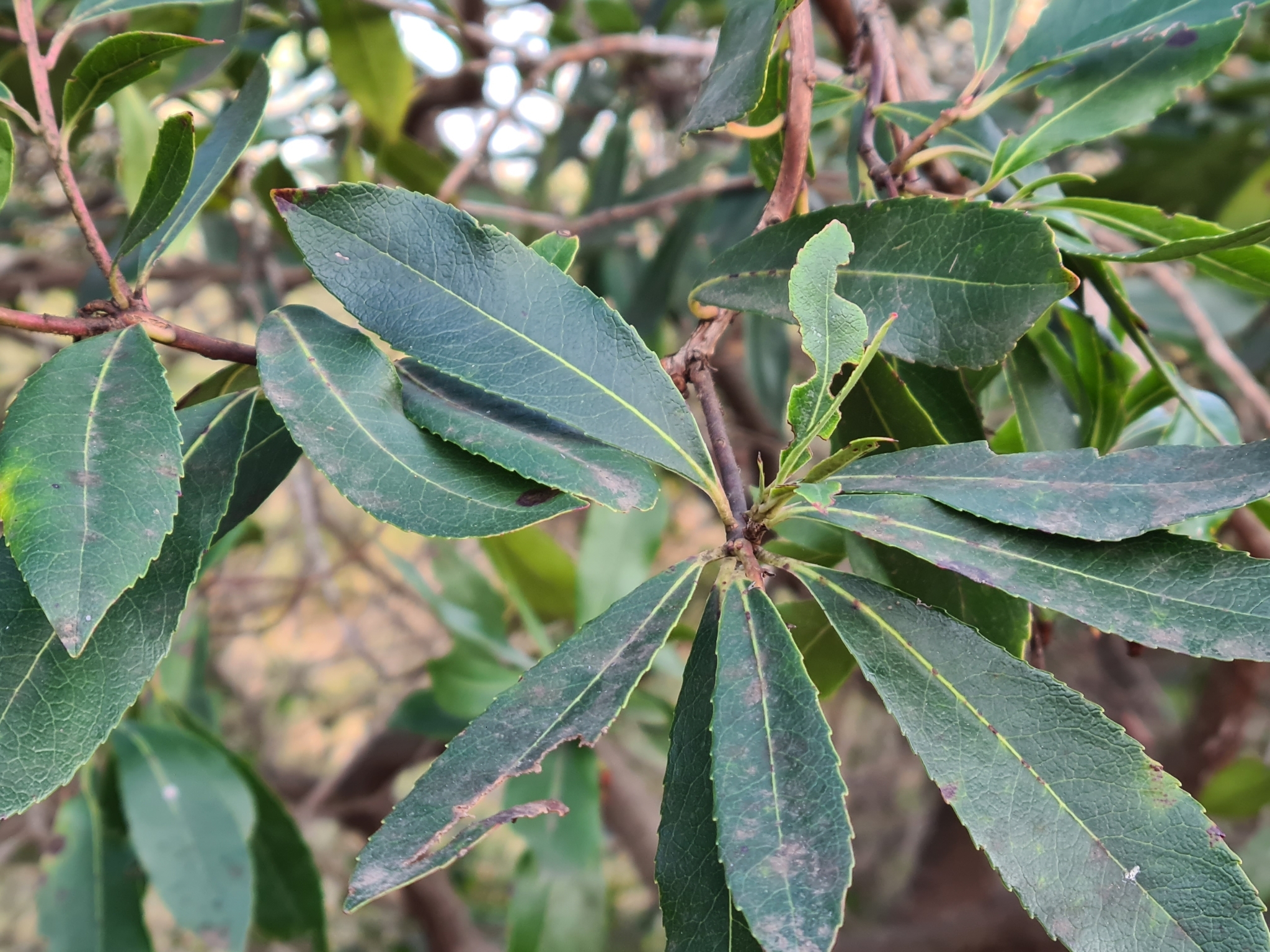 Arbutus unedo L.