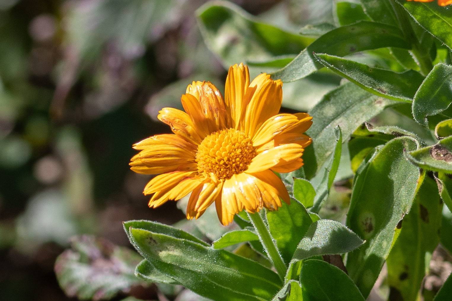 Calendula officinalis L.