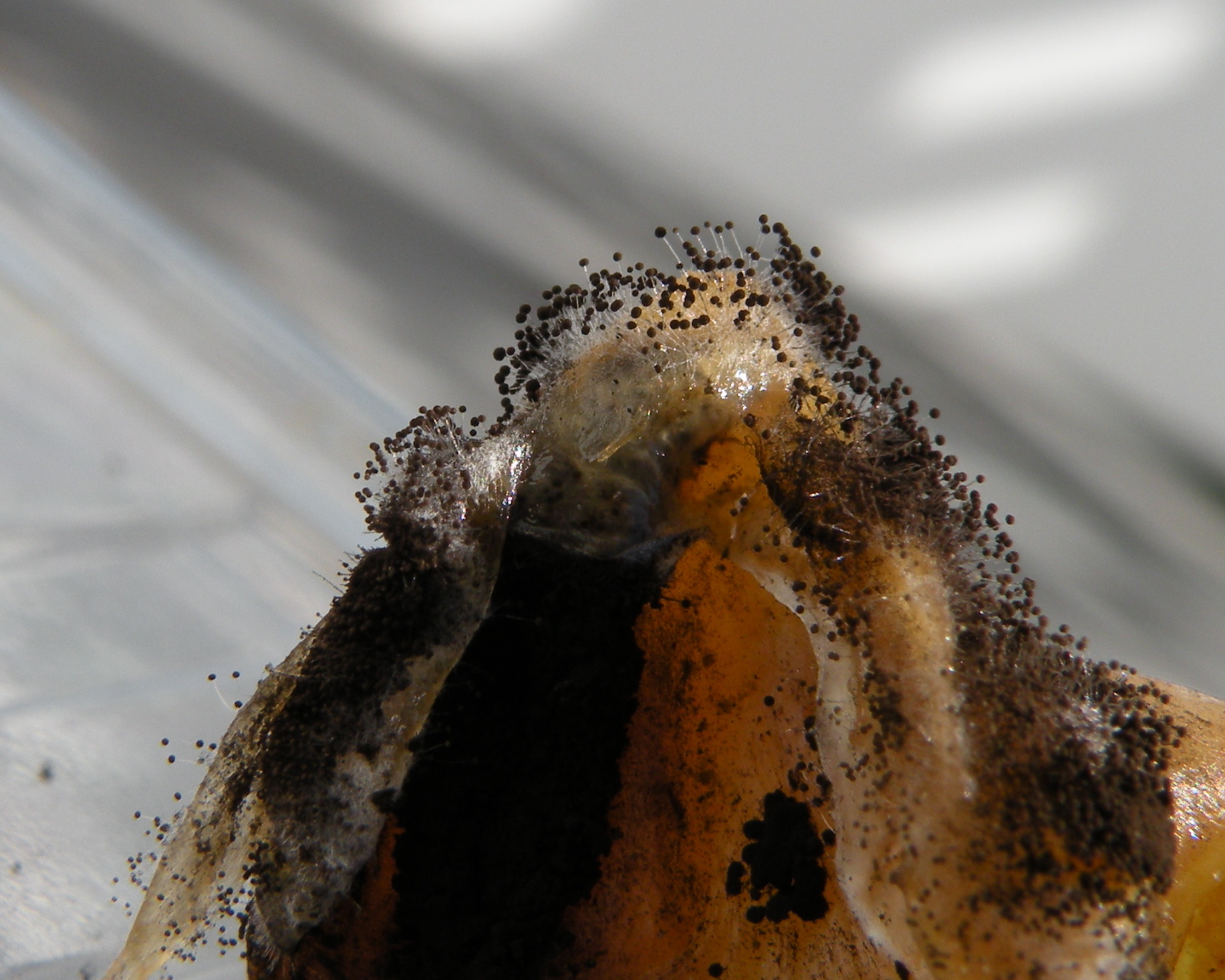 Aspergillus niger Tiegh.