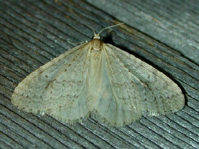 Bruce Spanworm Moth from Bill Paterson Nature Center, Muttontown ...