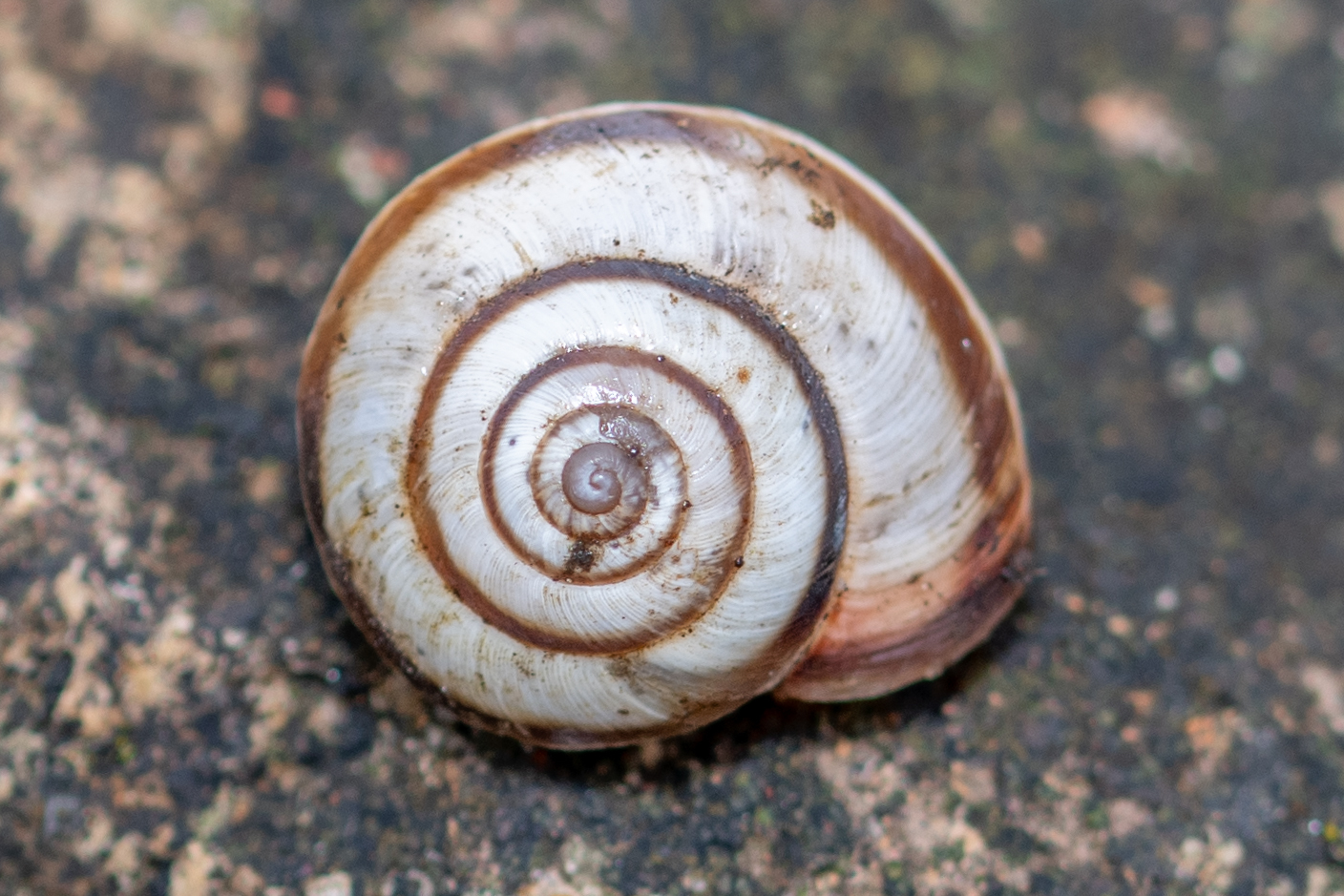 Cernuella Schlüter, 1838