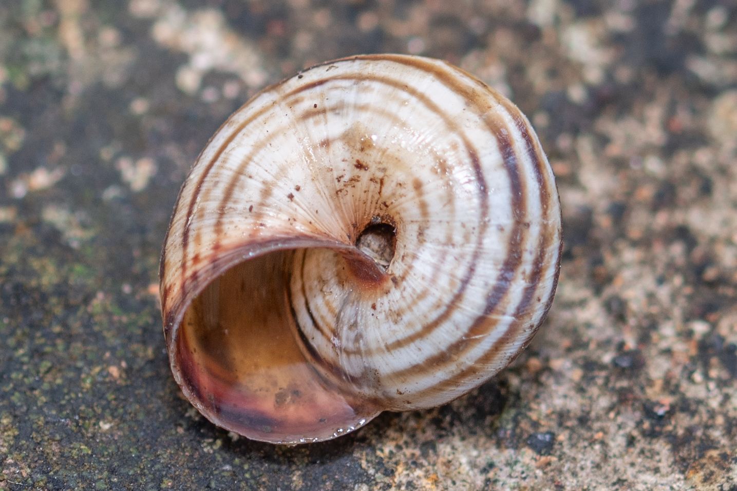 Cernuella Schlüter, 1838