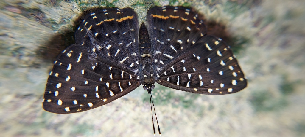 Napaea eucharila from Cartago, Valle del Cauca, Colombia on January 08 ...