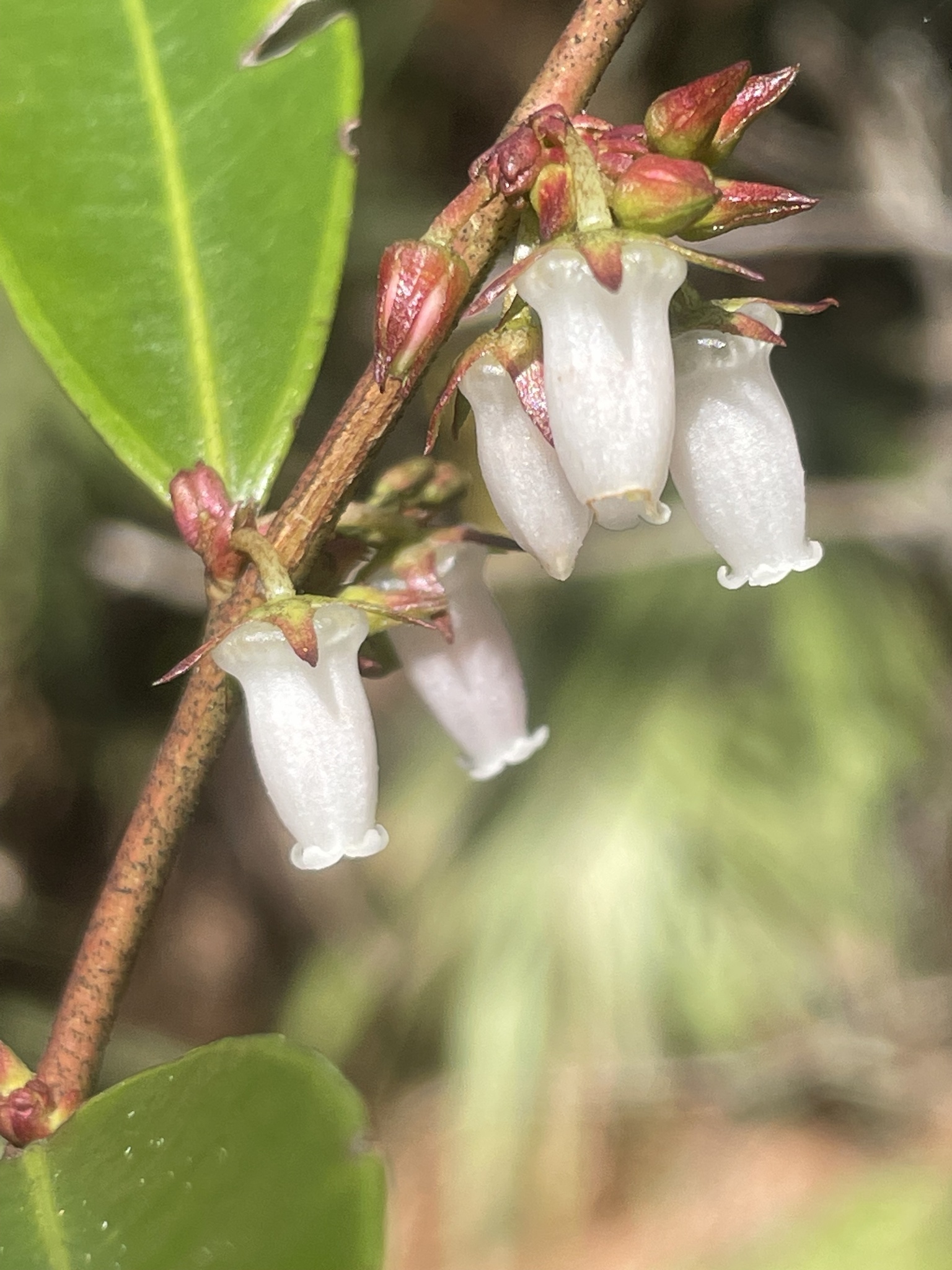Lyonia lucida (Lam.) C.Koch