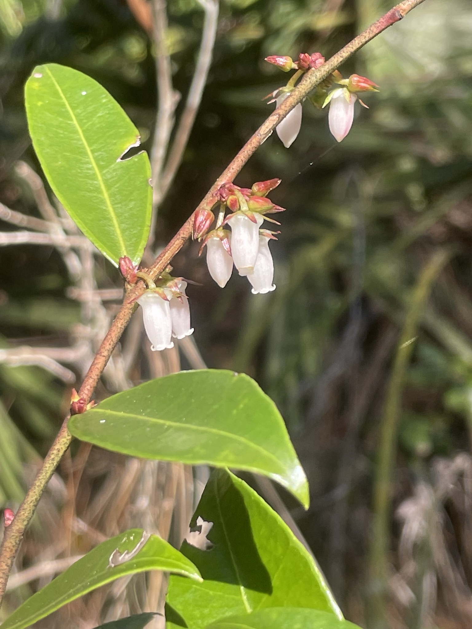 Lyonia lucida (Lam.) C.Koch