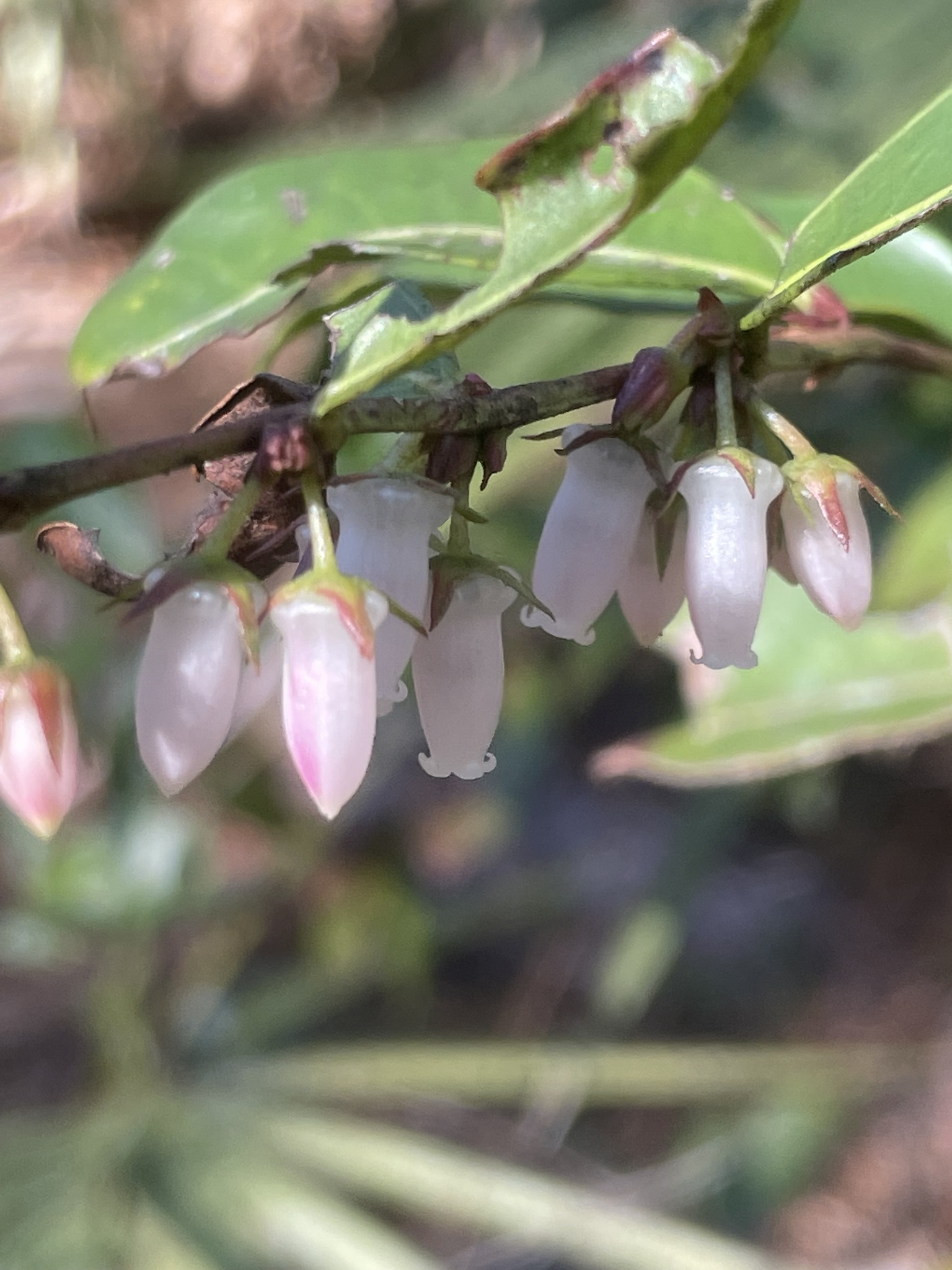 Lyonia lucida (Lam.) C.Koch