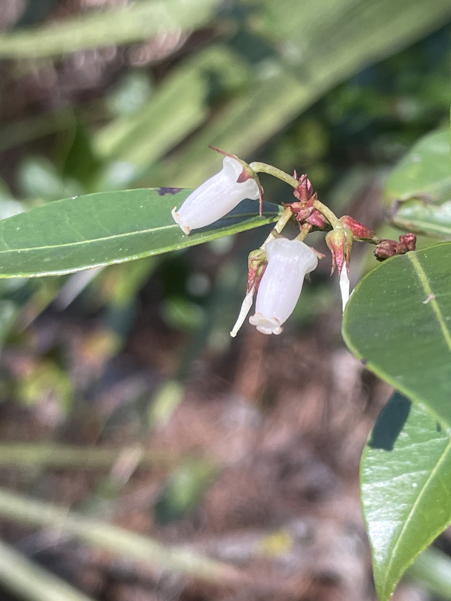 Lyonia lucida (Lam.) C.Koch