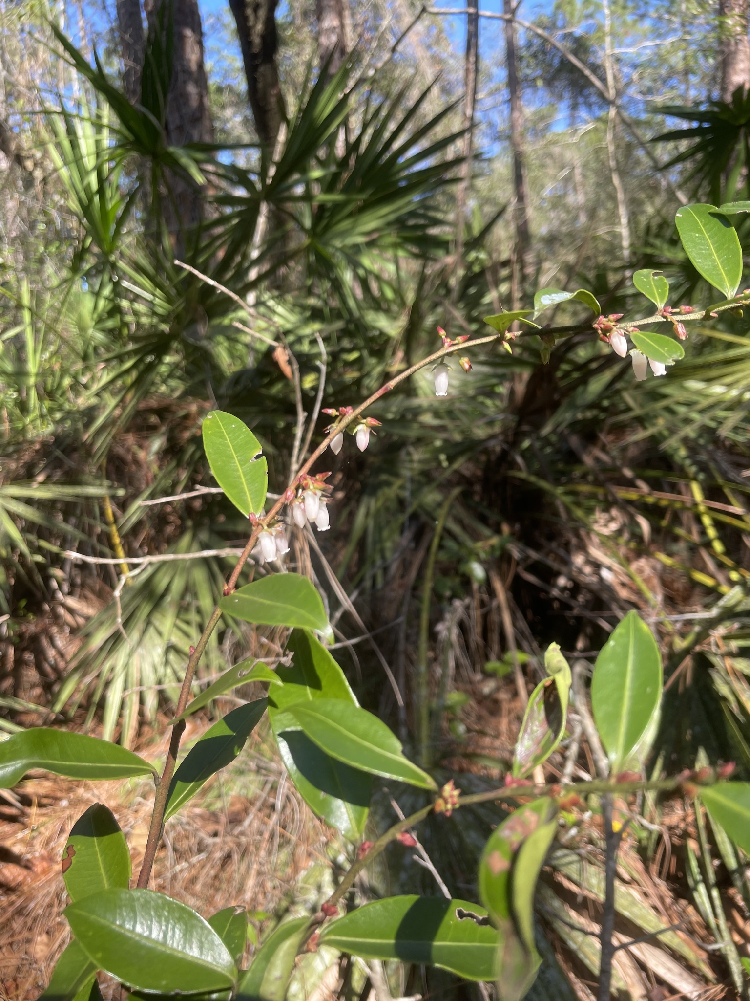 Lyonia lucida (Lam.) C.Koch