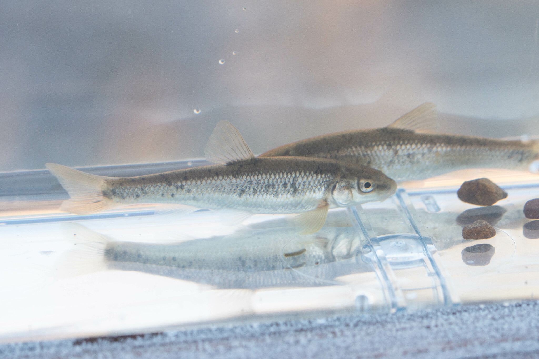 Campostoma oligolepis Hubbs & Greene, 1935