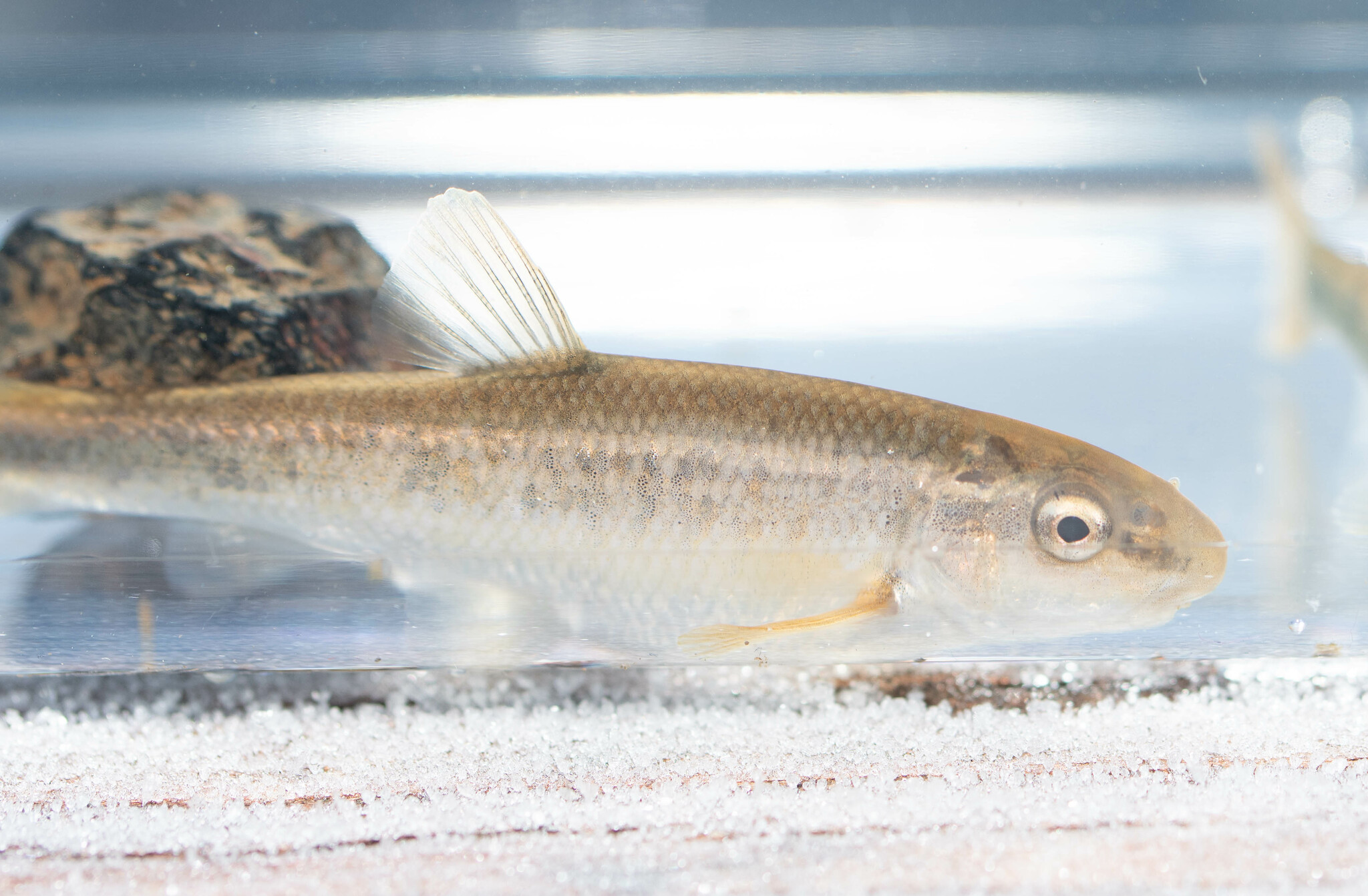 Campostoma oligolepis Hubbs & Greene, 1935