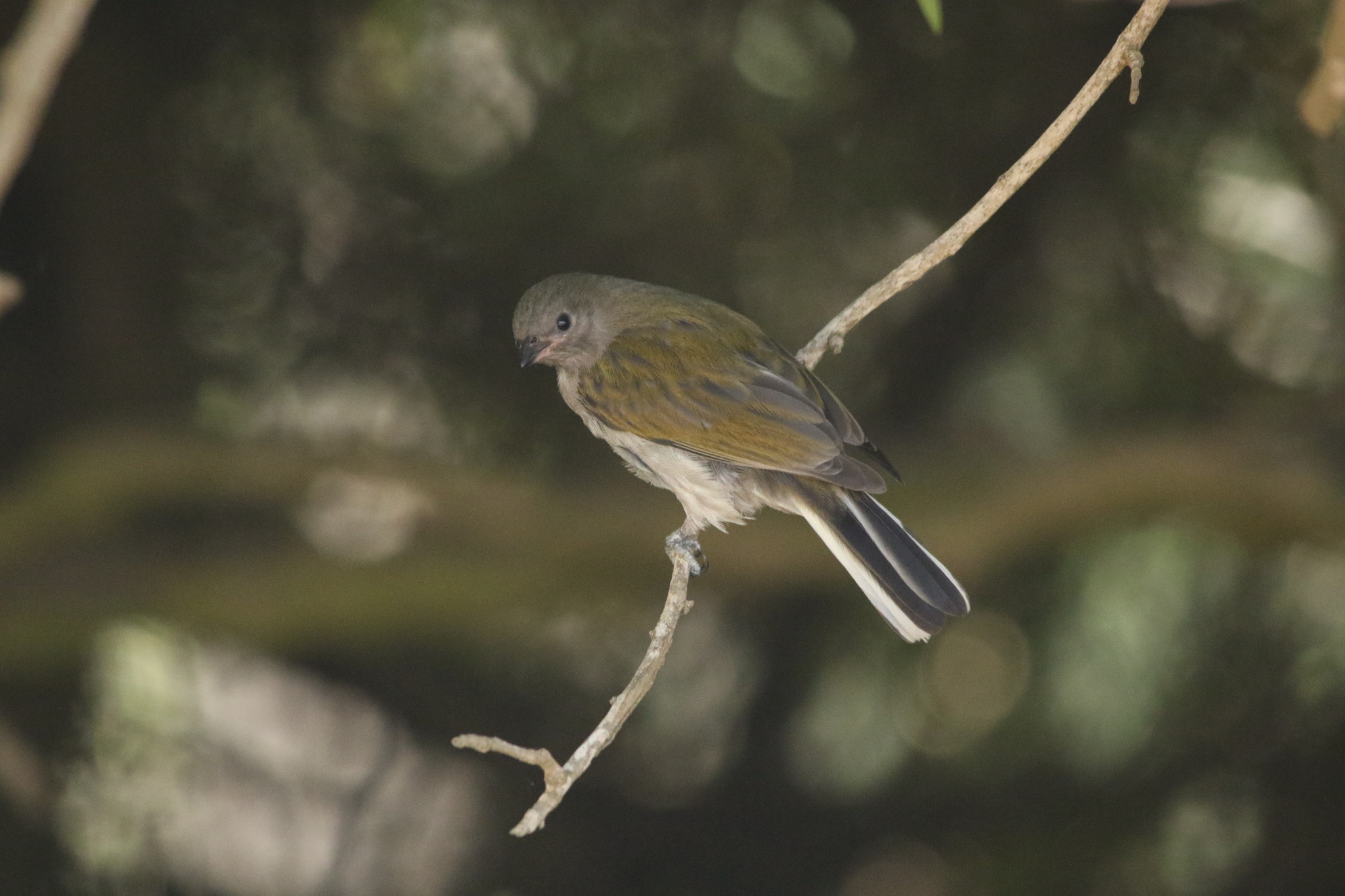 Indicator minor Stephens, 1815