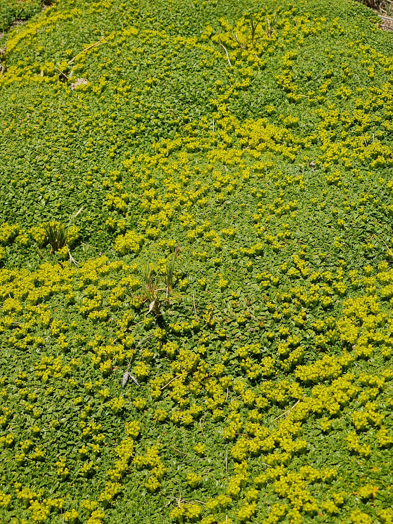 Azorella trifurcata (Gaertn.) Pers.