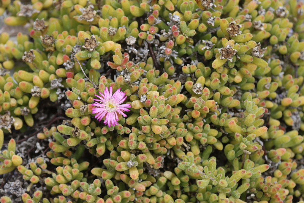 Drosanthemum marinum from West Coast Peninsula, South Africa on January ...