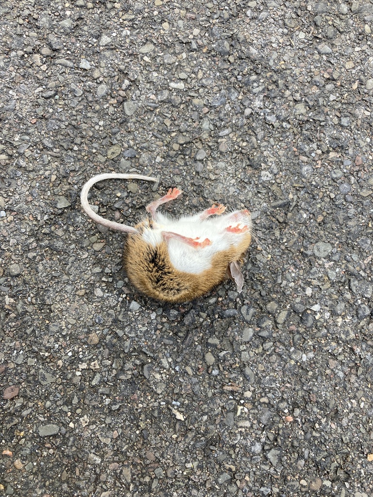 North American Deer Mice from Fairgrounds Memorial Pkwy, Ithaca, NY, US ...