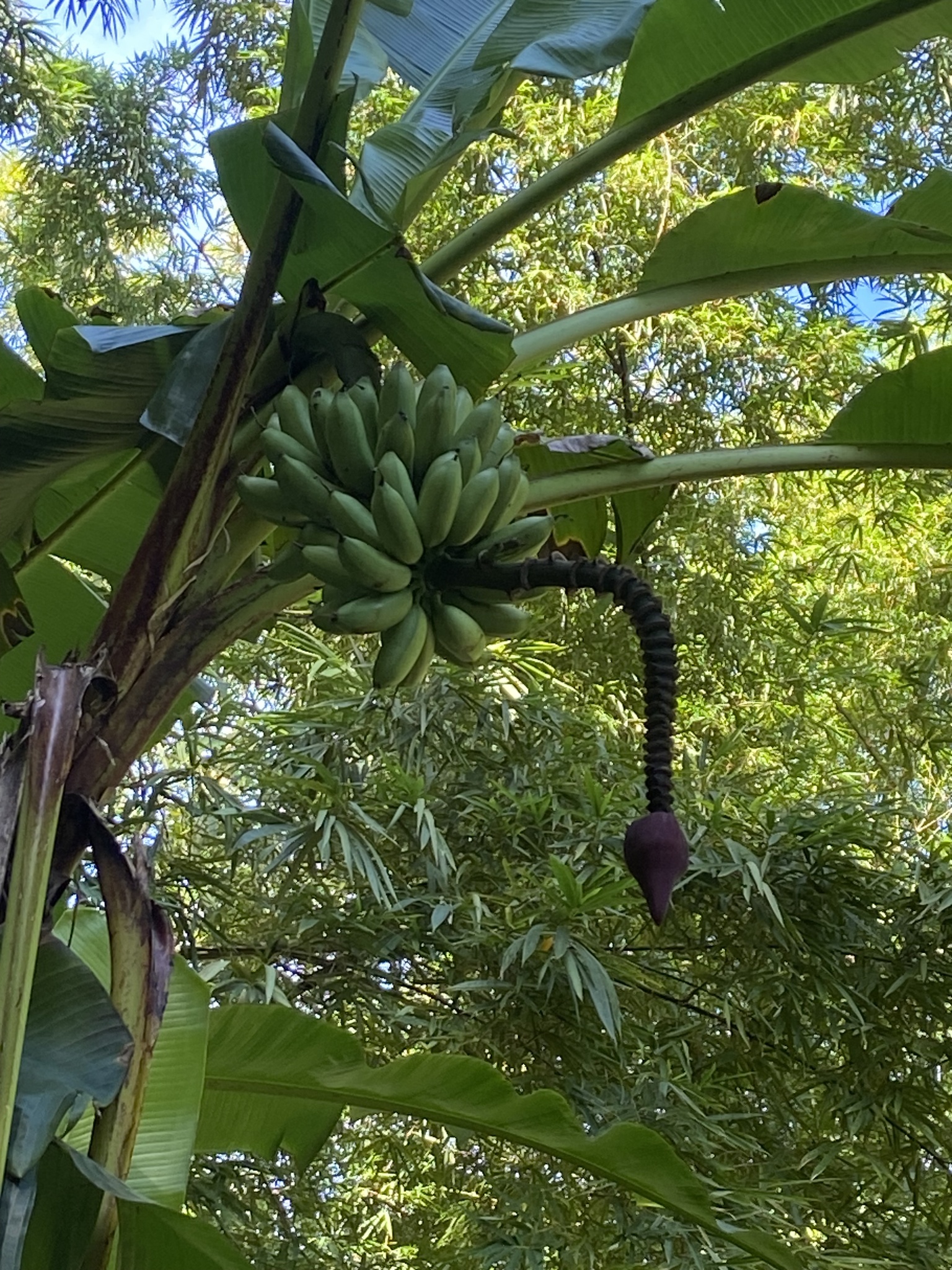 Musa acuminata Colla