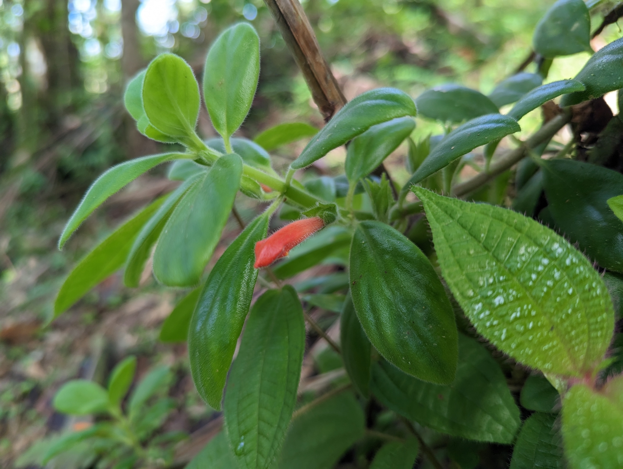 Columnea scandens L.