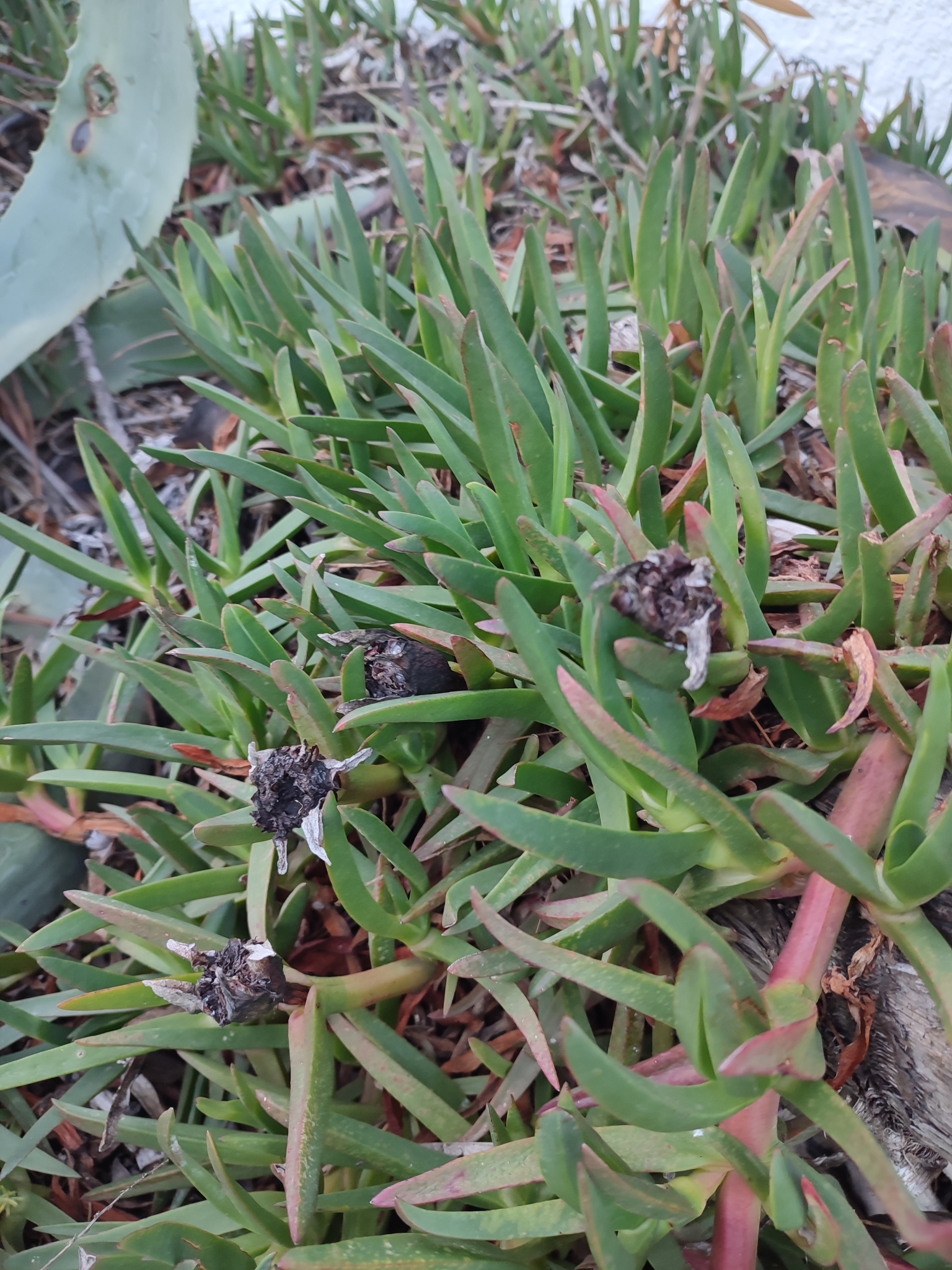 Carpobrotus acinaciformis (L.) L.Bolus