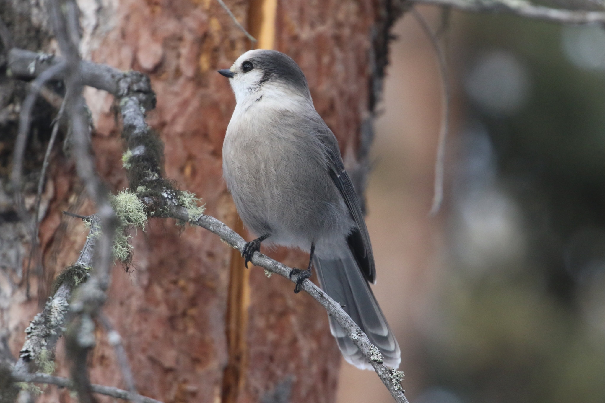 Perisoreus canadensis (Linnaeus, 1766)