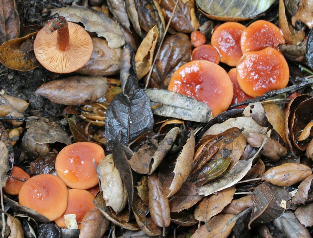 Common Milkcaps from Clairemont, San Diego, CA, USA on January 15, 2023 ...