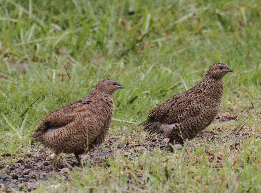 Australian Brown Quail from Landsborough, QLD, AU on November 30, 2021 ...