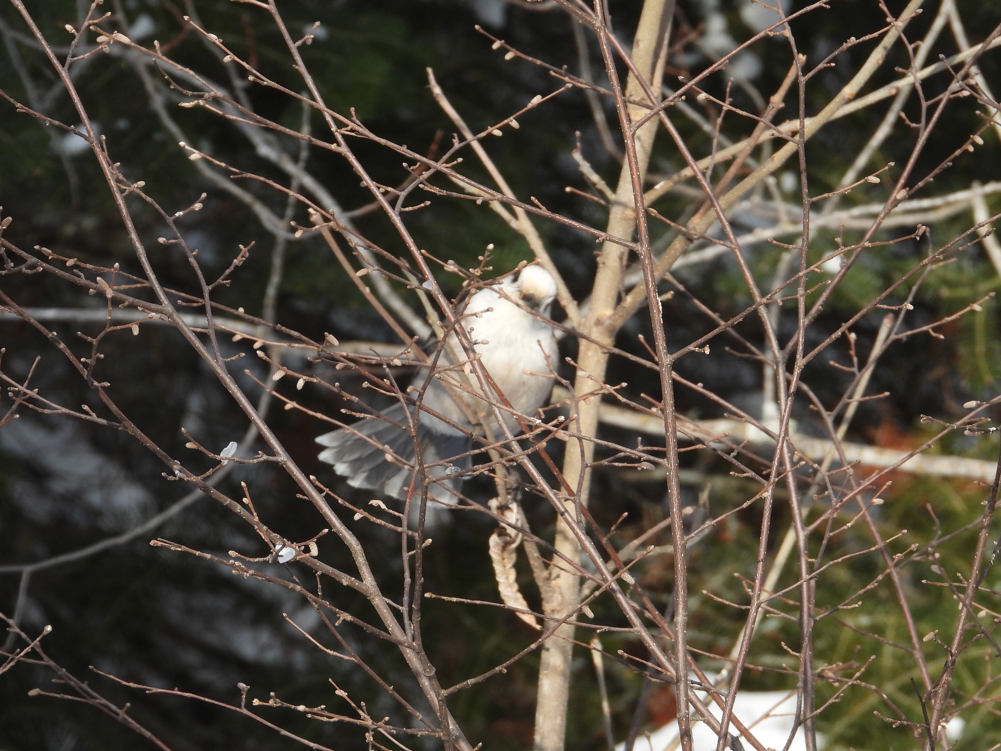 Perisoreus canadensis (Linnaeus, 1766)