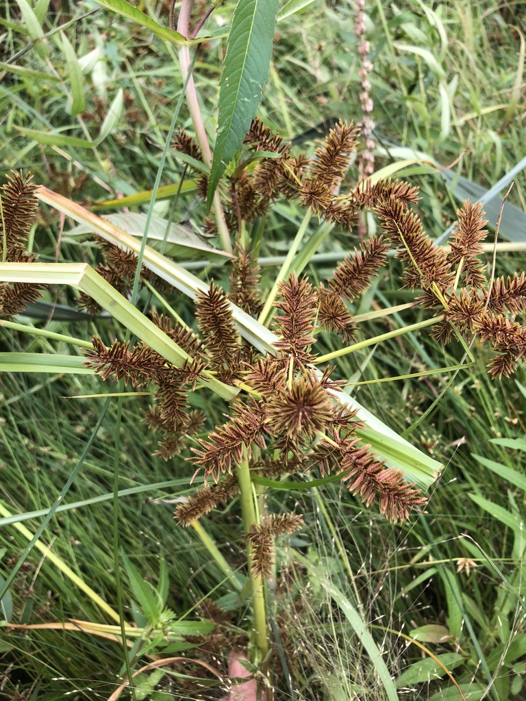 redroot flatsedge from Turkey Point Provincial Park, , ON, CA on ...