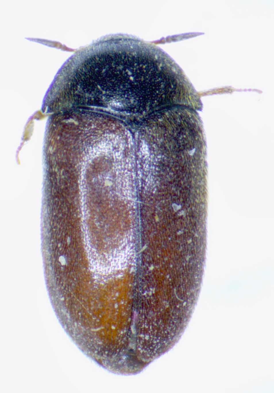 Attagenus unicolor (Brahm, 1790)