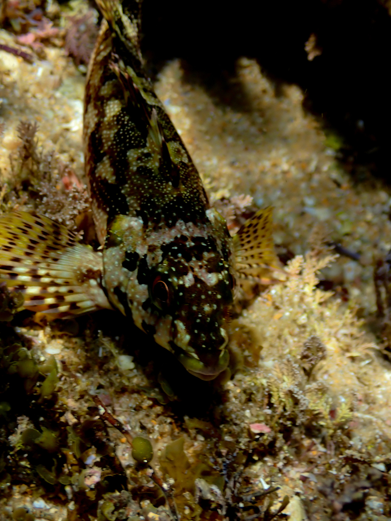 Eastern Kelpfish from Toowoon Bay NSW, Australia on January 15, 2023 at ...