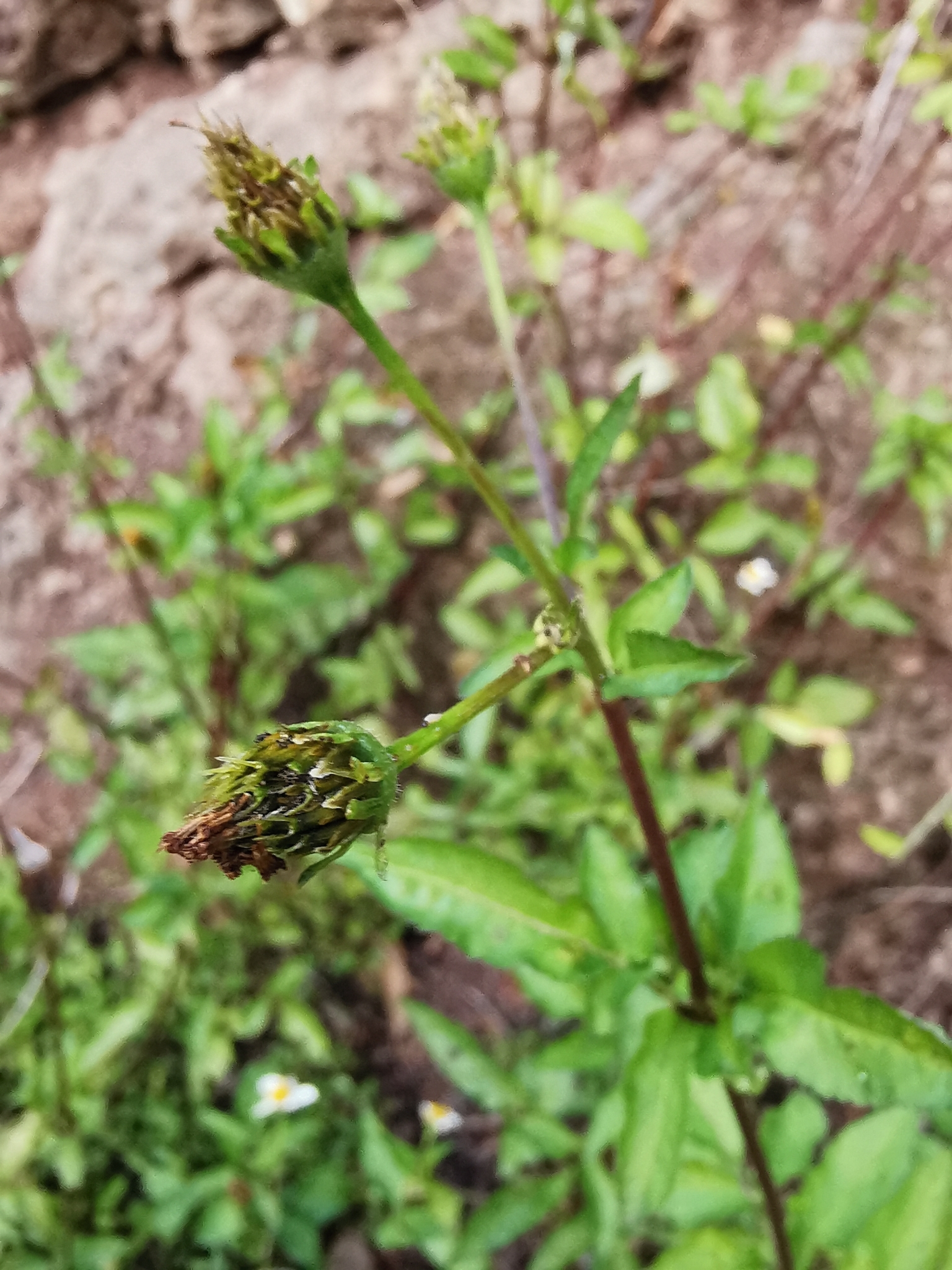 Bidens pilosa L.