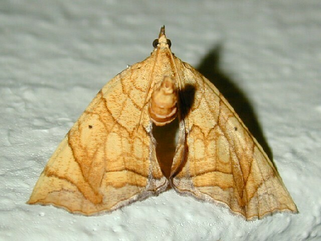 Greater Grapevine Looper Moth from Floyd Bennet Field, Brooklyn, NY ...