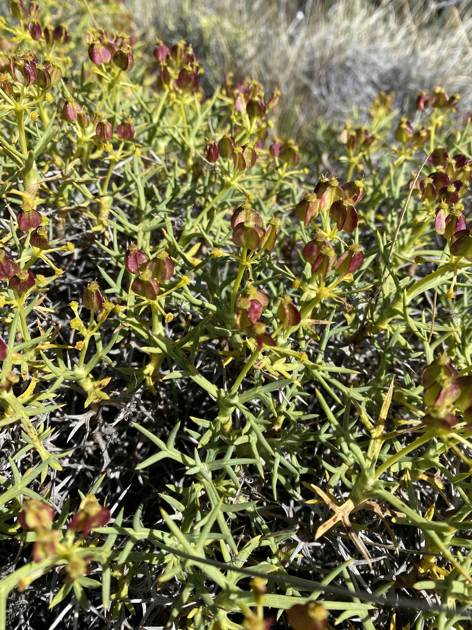 Azorella prolifera (Cav.) G.M.Plunkett & A.N.Nicolas