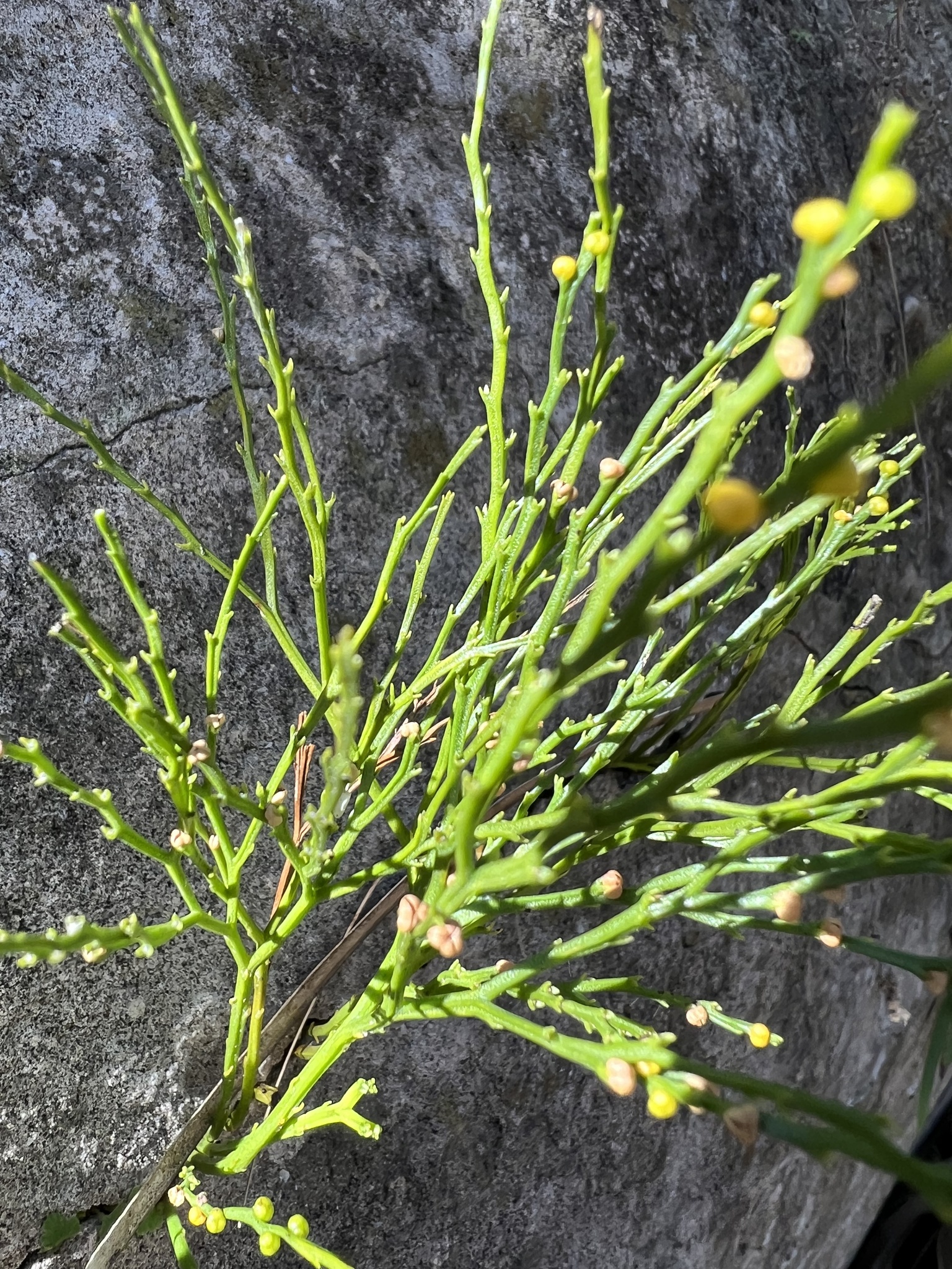 Psilotum nudum (L.) P.Beauv.