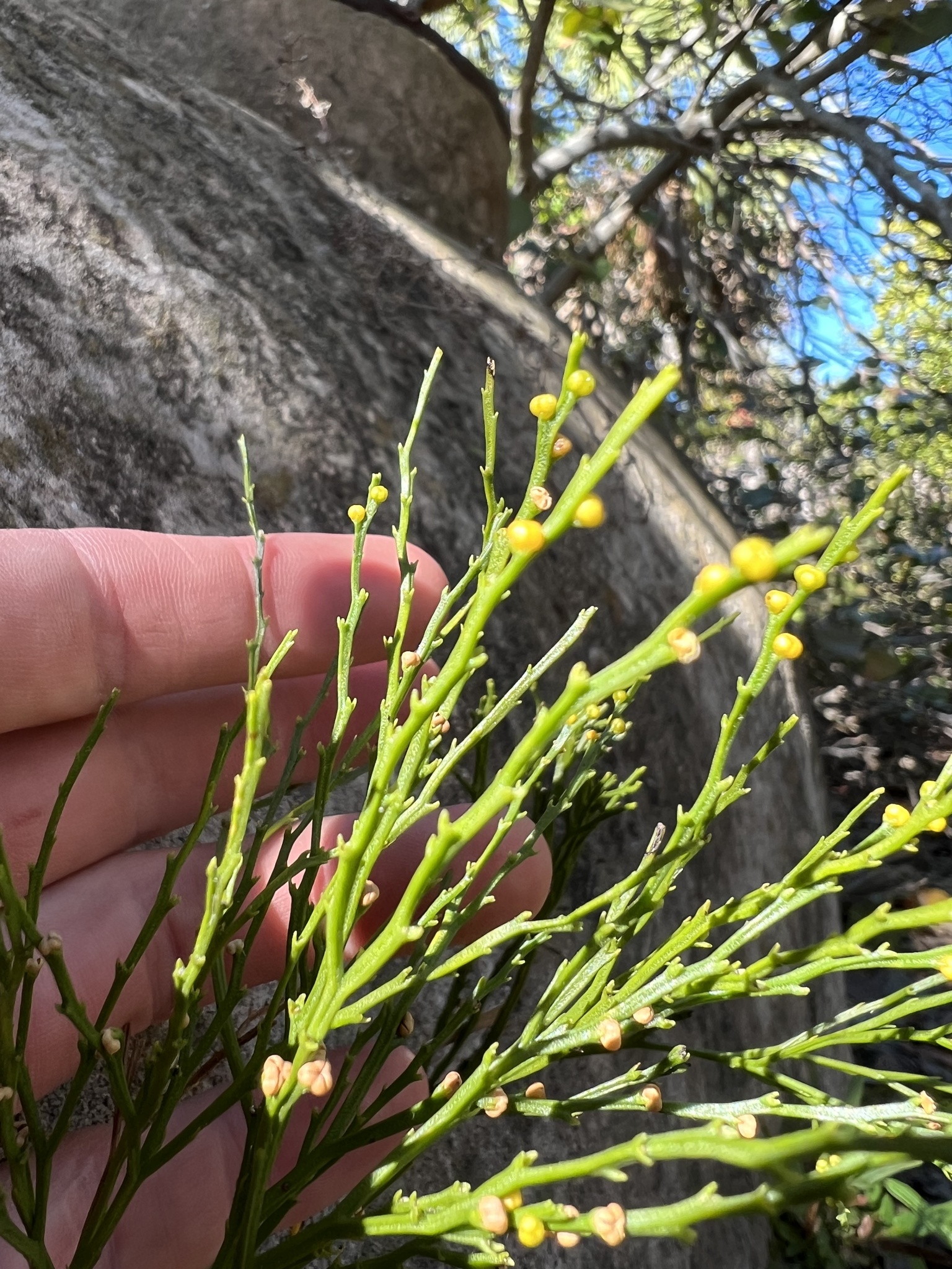 Psilotum nudum (L.) P.Beauv.