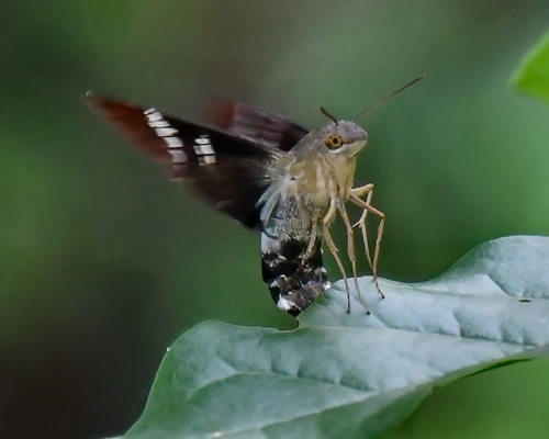 Subespecies Aellopos titan titan · iNaturalist Mexico