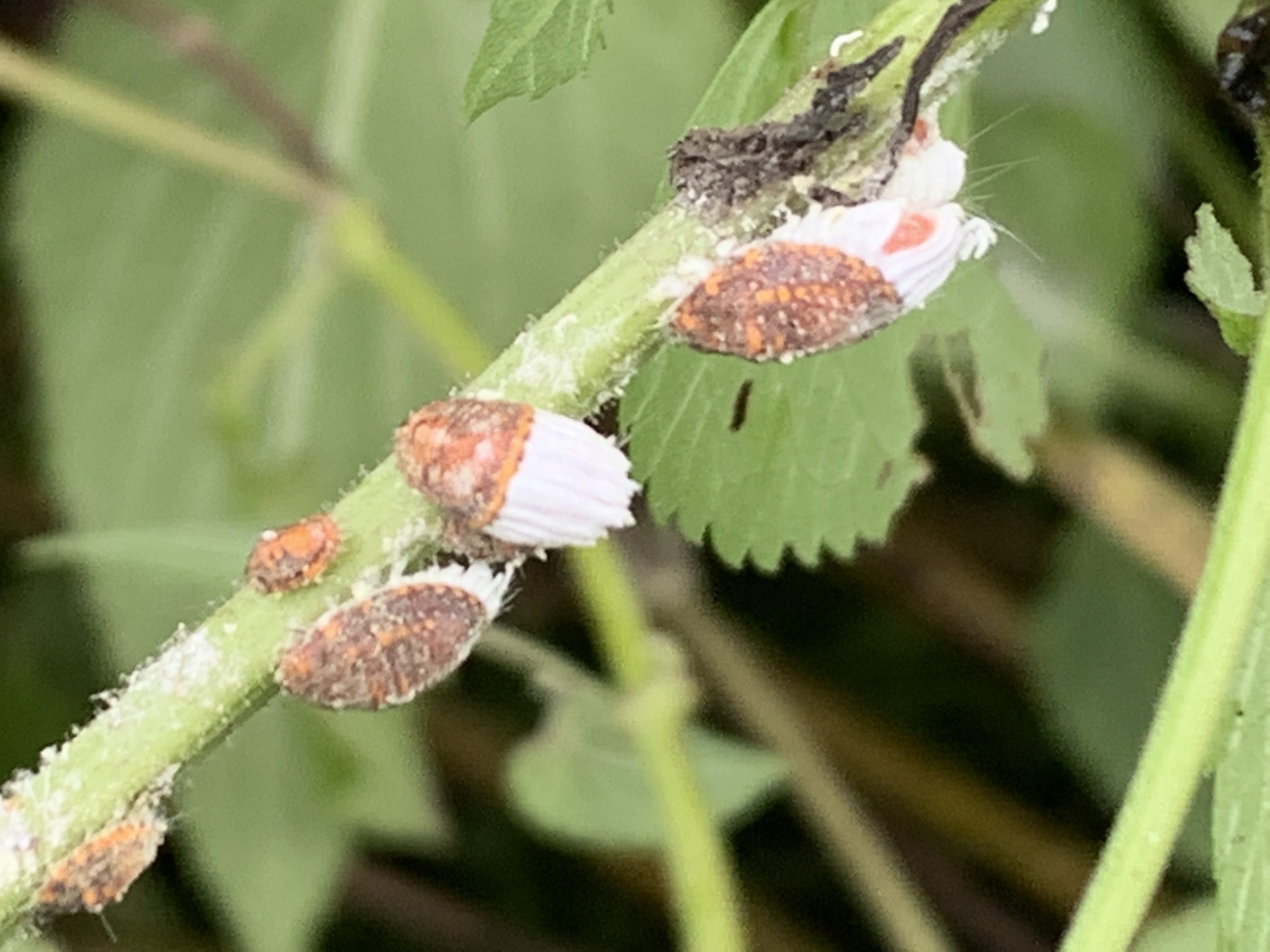 Icerya purchasi Maskell, 1879