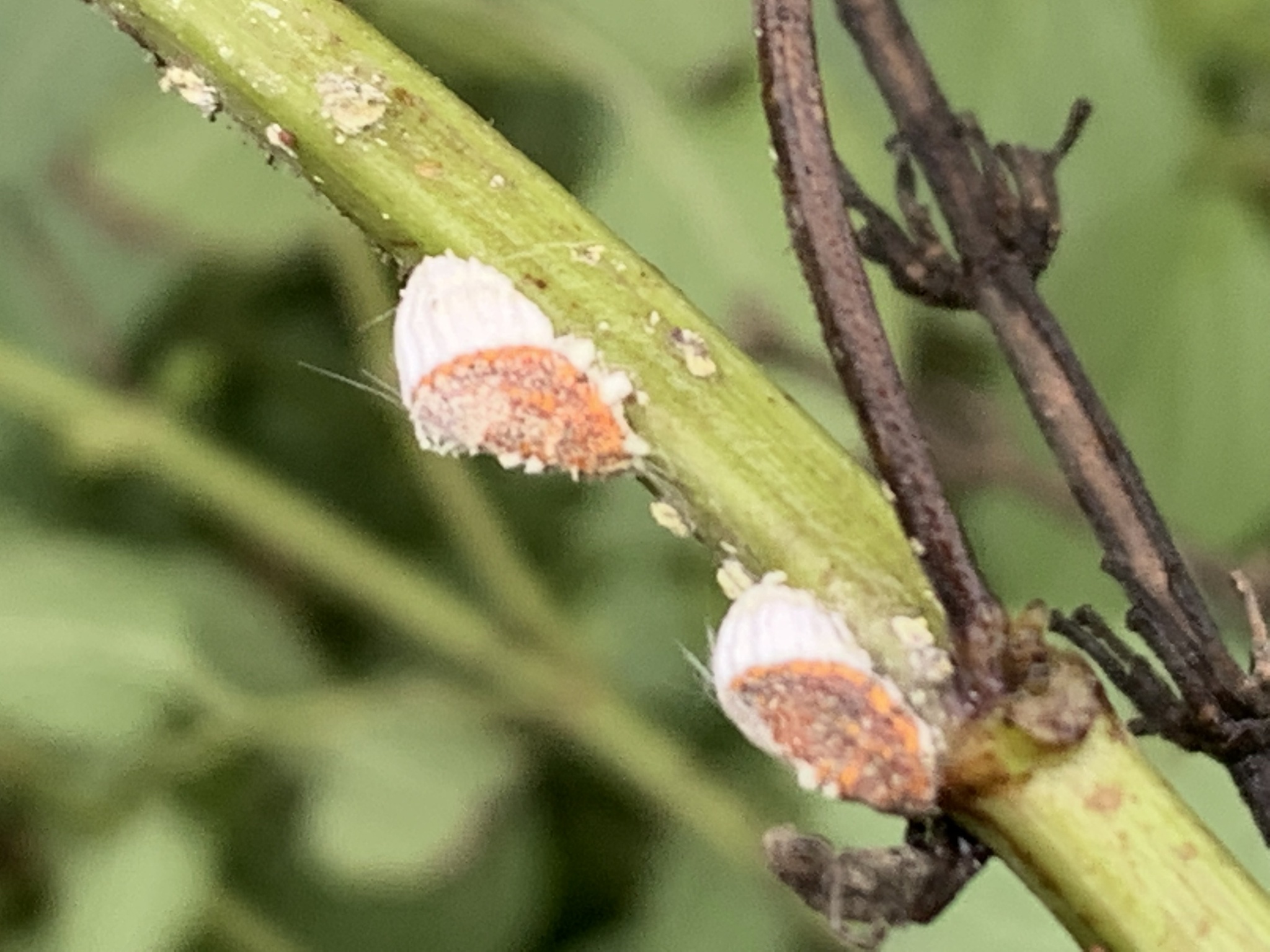 Icerya purchasi Maskell, 1879